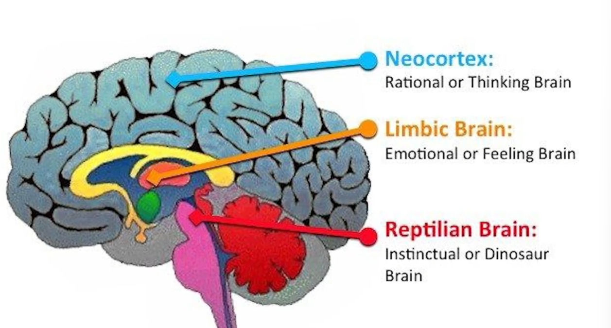 Metacognition: The First Skill You'll Need To 'Rewire' Your Brain ...