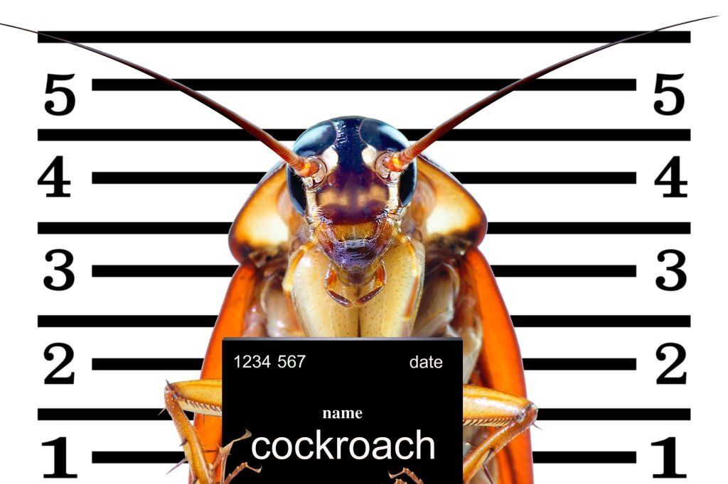 Do Cockroaches Live in Canada - Rana Fawad | Tealfeed