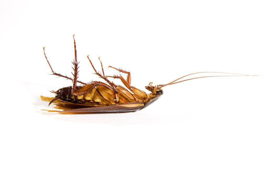 how many legs does a cockroach have? - Rana Fawad | Tealfeed