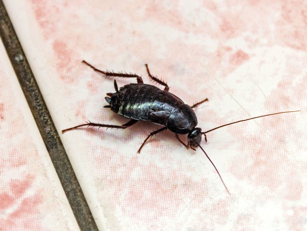 how many legs does a cockroach have? - Rana Fawad | Tealfeed