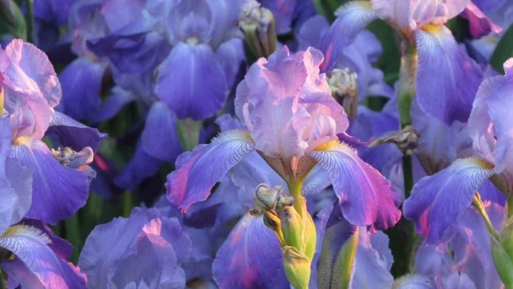 Classifying Iris Species with K-Means Clustering - Tenzin Migmar | Tealfeed Classifying Iris Species with K-Means Clustering - Tenzin Migmar | Tealfeed