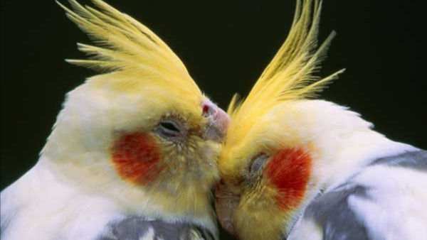 How Can The Life Span Of The Cockatiel Be Improved? - Niytreas moore ...