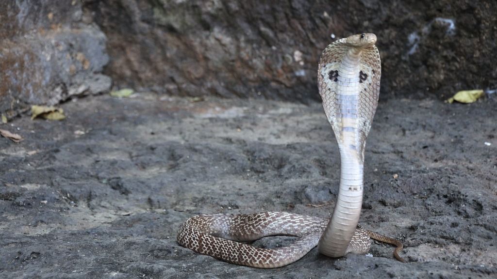 The Cobra Effect Or Perverse Incentives - S Vejay Anand | Tealfeed
