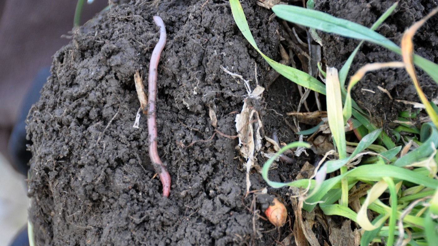 The Importance of Earthworms in Soil Ecosystems - Parul Singh | Tealfeed