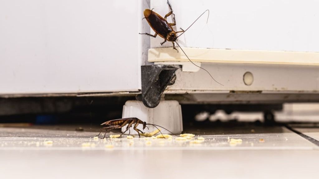 how many legs does a cockroach have? - Rana Fawad | Tealfeed