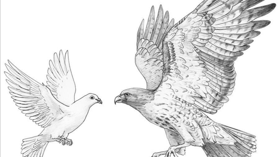 Hawk vs Dove game (and technical reviews) - Amartya Chaudhuri | Tealfeed