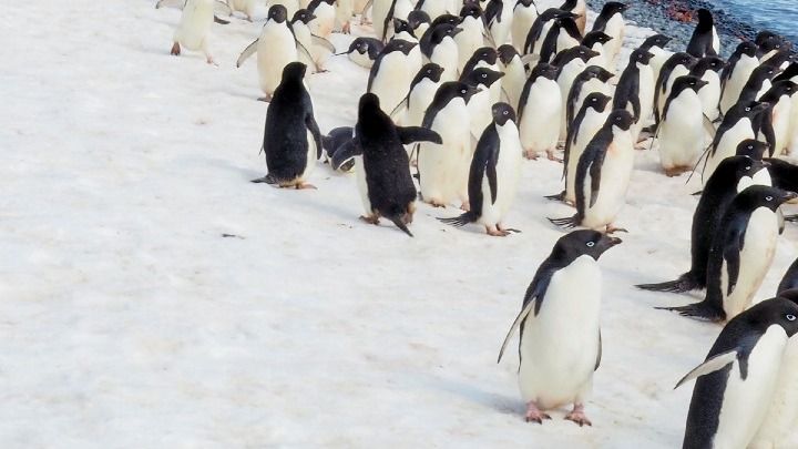 Visualizing the PalmerPenguins Dataset - Fortune Erondu | Tealfeed