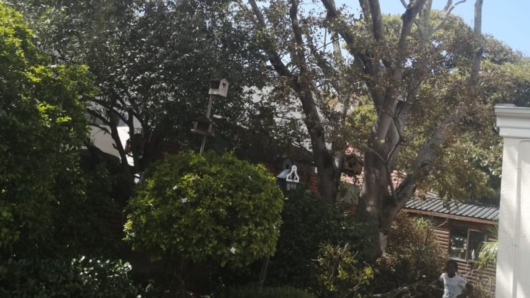 Palm Shaving Service: The Key to Healthy and Beautiful Trees! - With ...